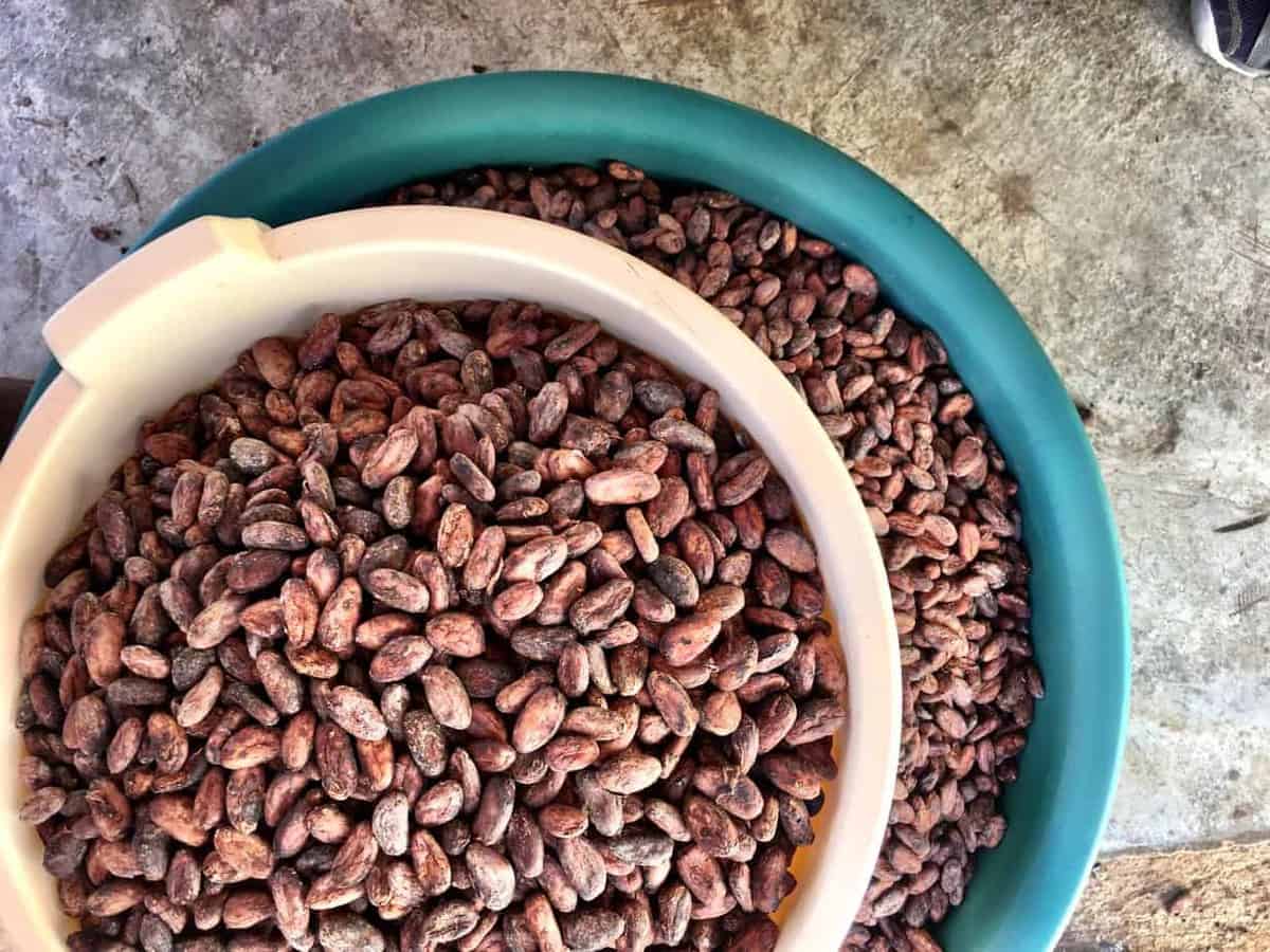 Sailing with Fathom to the Dominican Republic - Foodie With Family