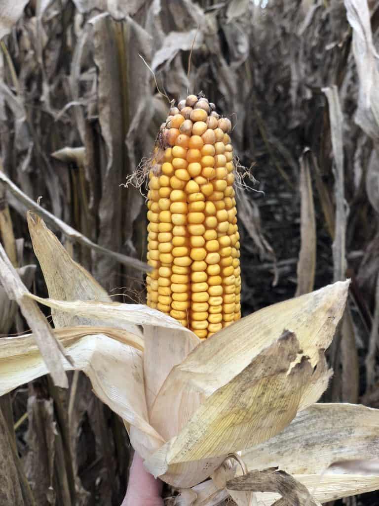 The Many Uses of Corn - Foodie With Family